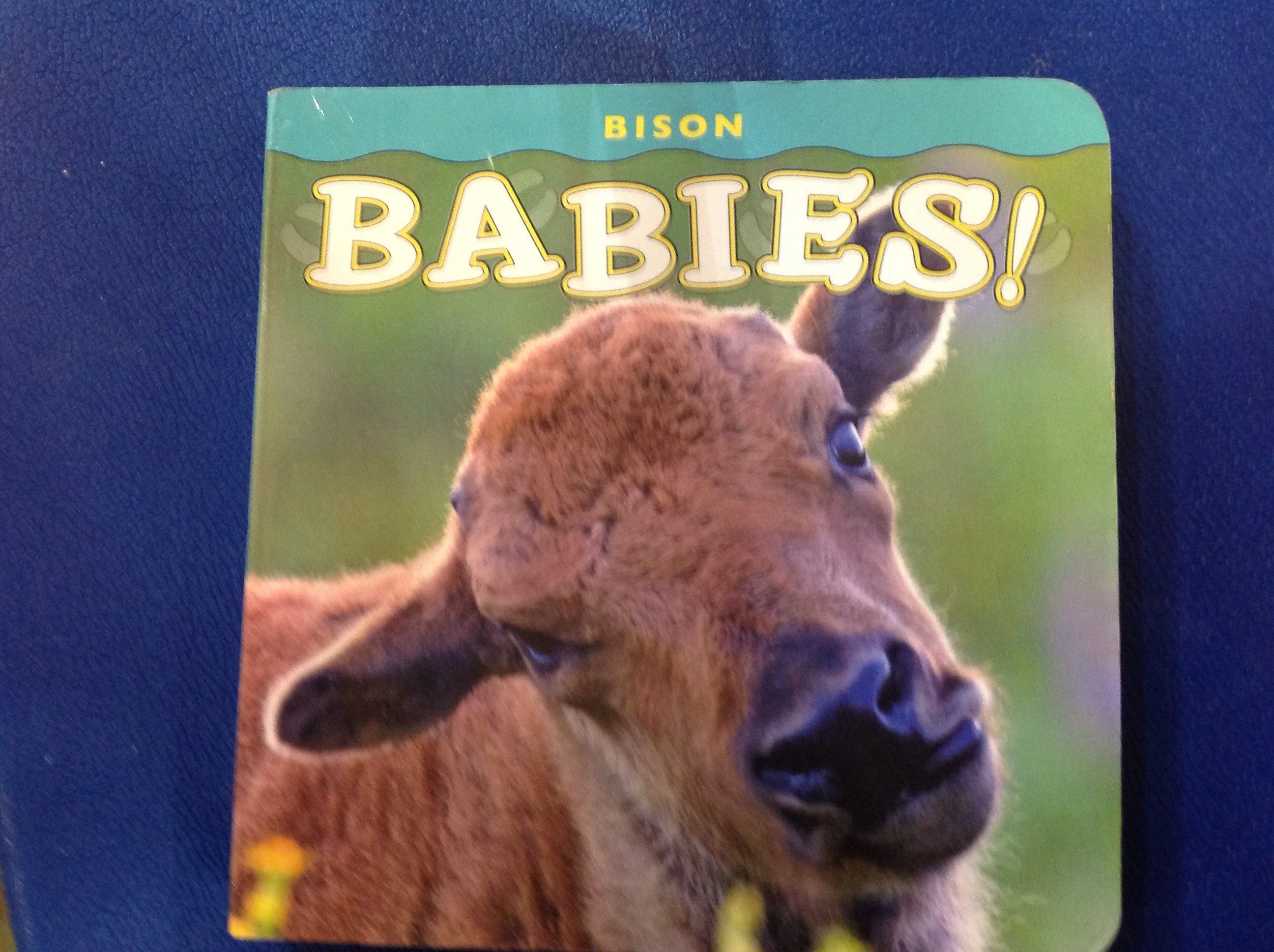 BOOKS - Bison Babies – The Buffalo Wool Co.
